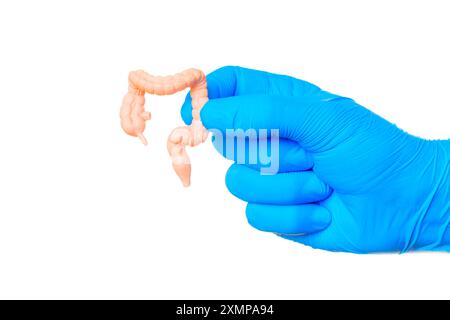 Anatomical model of large intestine isolated on white. Gastroenterology ...