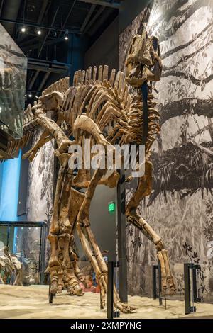 Skeleton cast of Gryposaurus monumentensis, a duckbilled dinosaur, in ...