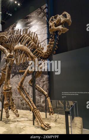 Skeleton cast of Gryposaurus monumentensis, a duckbilled dinosaur, in ...