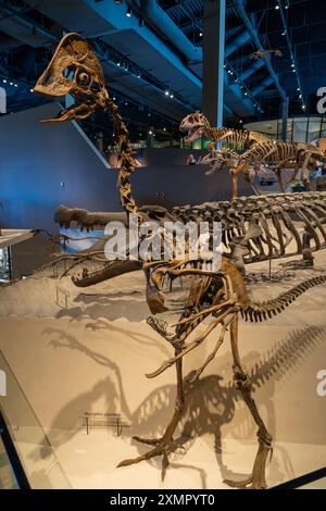 Skeleton cast of Hagryphus giganteus, an oviraptorosaur dinosaur, in ...