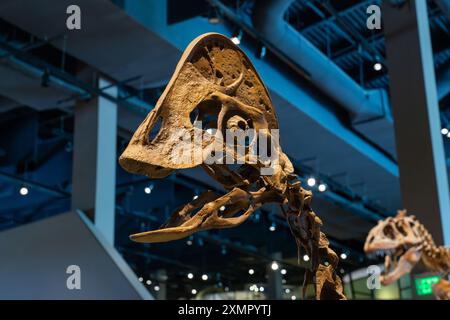 Skeleton cast of Hagryphus giganteus, an oviraptorosaur dinosaur, in ...