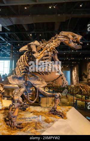 Cast skeleton of a Giant Sloth, Paramylodon harlani, in the Natural History Museum of Utah, Salt ...