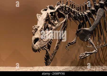 Skeleton of a fossil Ceratosaurus dinosaur Stock Photo - Alamy