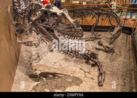 Skull cast of a carnivorous Marshosaurus bicentesimus, in the Natural ...
