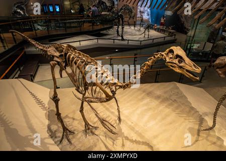 Skeleton cast of an ornithomid or ostrich-mimic dinosaur in the Natural ...