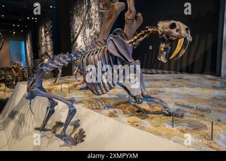 Cast skeleton of Smilodon fatalis, the saber-tooth cat, in the Natural ...