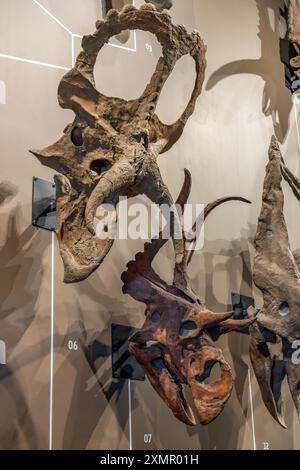 Skull cast of Diabloceratops eatoni, a ceratopsid dinosaur, in the ...
