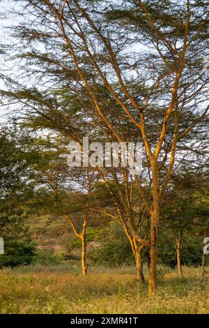 Olerai Lodge, Arusha, Tanzania, Africa Stock Photo - Alamy