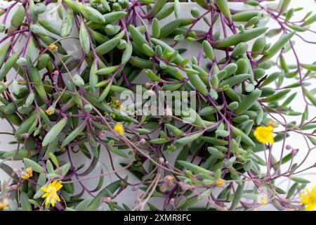 Othonna capensis 'Ruby Necklace', succulent plant Stock Photo - Alamy
