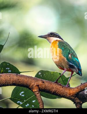 An Indian pita bird resting on a platform in a brightly lighted space ...