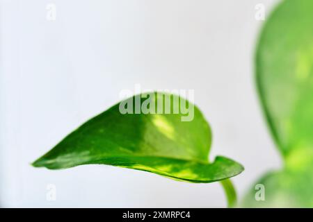 Closeup shot of golden pothos leaf isolated on white background Stock ...