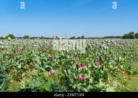 Poppy heads of the Papaver. Somniferum Giganteum or “Giant Poppy ...