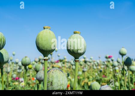 Poppy heads of the Papaver. Somniferum Giganteum or “Giant Poppy ...