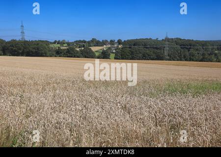 Landwirtschaft im Ruhrgebiet Reifer Weizen auf Feldern im Reifeprozess ...