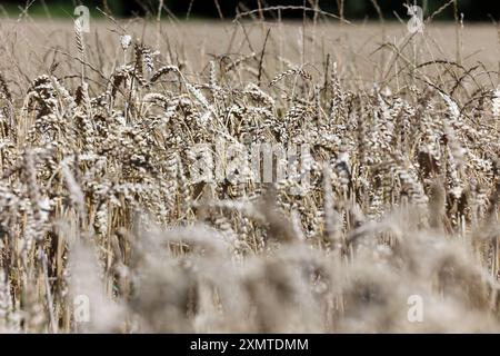 Landwirtschaft im Ruhrgebiet Reifer Weizen auf Feldern im Reifeprozess ...