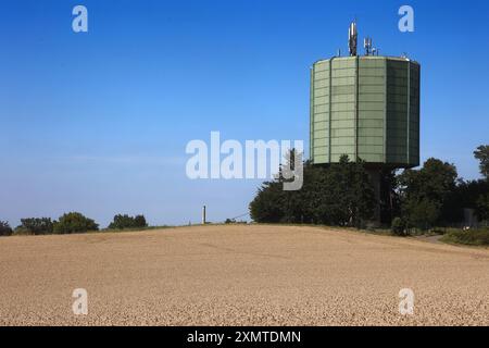 Landwirtschaft im Ruhrgebiet Reifer Weizen auf Feldern im Reifeprozess ...