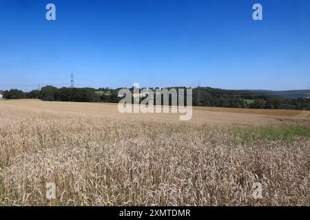Landwirtschaft im Ruhrgebiet Reifer Weizen auf Feldern im Reifeprozess ...