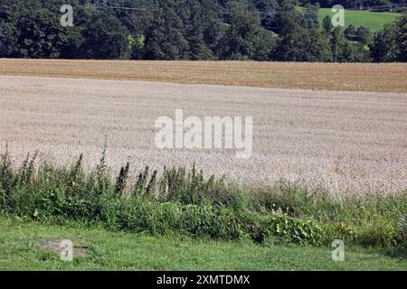 Landwirtschaft im Ruhrgebiet Reifer Weizen auf Feldern im Reifeprozess ...