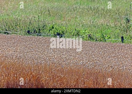 Landwirtschaft im Ruhrgebiet Reifer Weizen auf Feldern im Reifeprozess ...