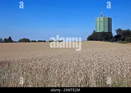 Landwirtschaft im Ruhrgebiet Reifer Weizen auf Feldern im Reifeprozess ...