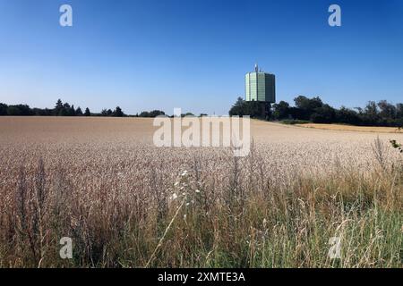 Landwirtschaft im Ruhrgebiet Reifer Weizen auf Feldern im Reifeprozess ...