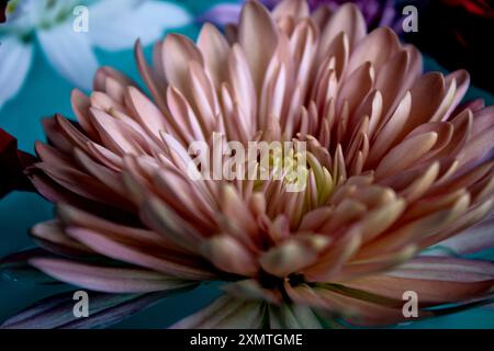 Real flower(s) used as a prop to create a calming scene Stock Photo - Alamy