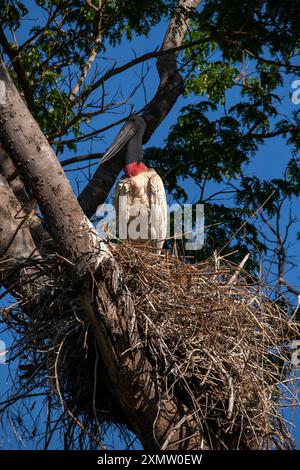 Tuiuiu bird, considered the symbol of the Pantanal of Mato Grosso,an ...