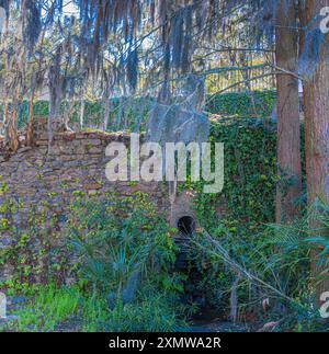 Old stonework fence with Spanish moss hanging from trees to cover the ...