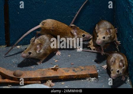 House mice in garden shed Stock Photo - Alamy