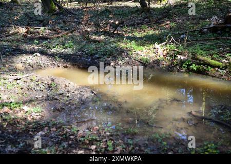 Forest puddle of water with mud for refreshment for animals in the ...