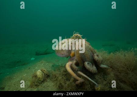 Mating life of Port Philip Bay Stock Photo - Alamy