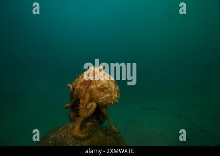 Mating life of Port Philip Bay Stock Photo - Alamy