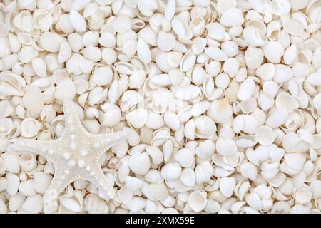 Exotic beach vacation background: selection of seashells scattered on ...
