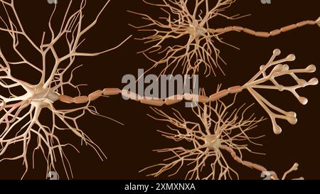 3d rendering of Multipolar neurons. Multipolar neurons are the most ...