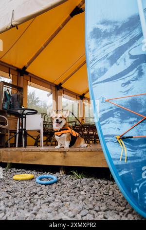 Corgi Dog in Life Jacket Next to Paddleboard at Glamping Site ...