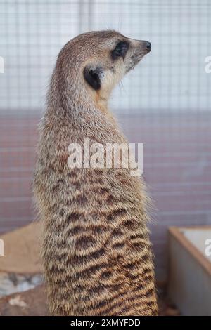 Cute meerkat standing and watching warily. Animals and habits. Zoo in ...