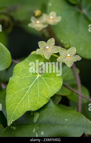 Closeup of Matelea reticulata, the Pearl milkweed vine, which is a ...