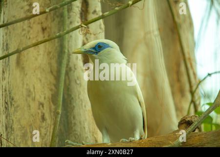 Bali maina rare bird from Asia Stock Photo - Alamy