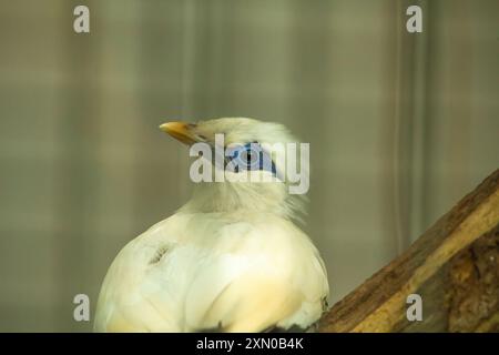 Bali maina rare bird from tropical island Stock Photo - Alamy