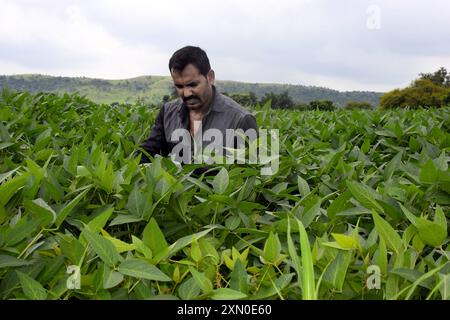 Farmer removing weeds from soybean field, view of green soybean plants ...