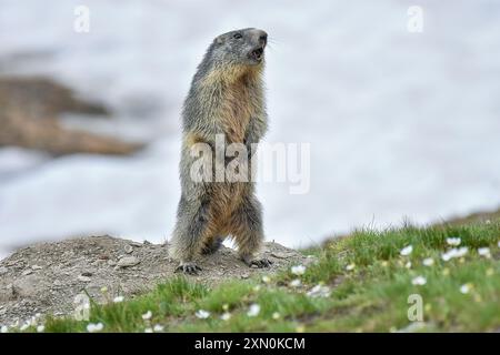 marmot in the grass on the Italian Alps Stock Photo - Alamy