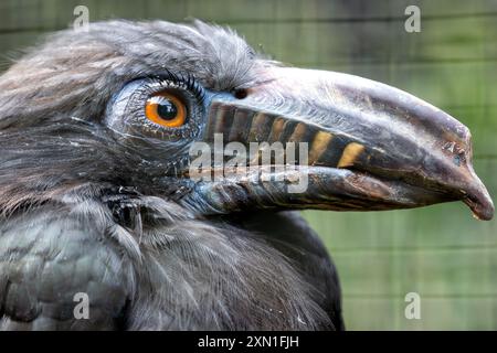 A Luzon tarictic hornbill was observed. Native to Luzon Island in the ...