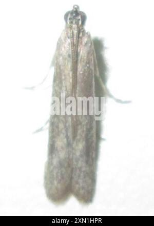 Knot-horn Moths (Phycitinae) Insecta Stock Photo - Alamy