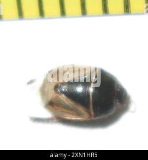 (Microporus lautipennis) Insecta Stock Photo - Alamy