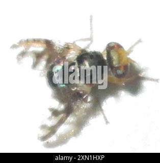 Cucurbit Fruit Flies (Dacinae) Insecta Stock Photo - Alamy