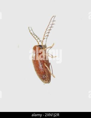 Toe-winged Beetles (Ptilodactylidae) Insecta Stock Photo - Alamy