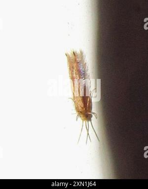 Microcaddisflies (Hydroptilidae) Insecta Stock Photo - Alamy