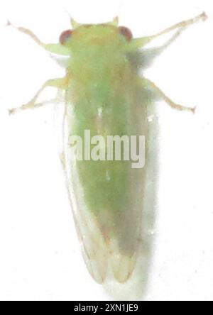 tipu psyllid (Platycorypha nigrivirga) Insecta Stock Photo - Alamy