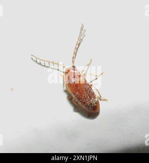 Toe-winged Beetles (Ptilodactylidae) Insecta Stock Photo - Alamy