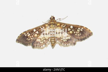 Assembly Moth (Samea ecclesialis) Insecta Stock Photo - Alamy